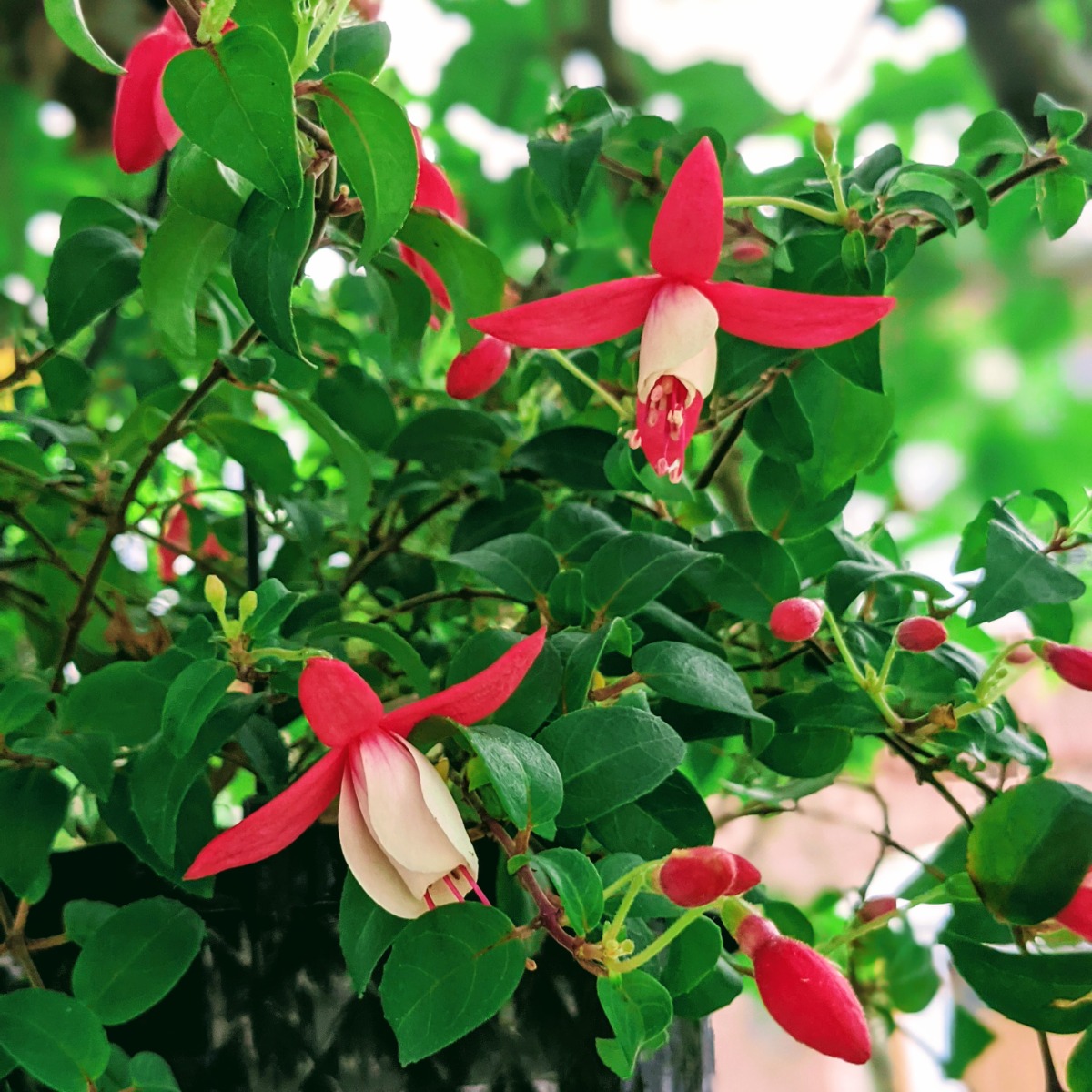 Propagating Fuchsia – How to Propagate Fuchsia Cuttings - Bunny's Garden