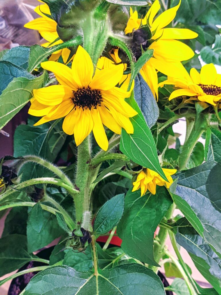 Dwarf Sunflowers Seeds, Plants & Cut Flowers - Bunny's Garden