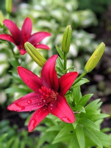 Do Lilies Spread? (Multiplying Asiatic, Trumpet, & Oriental Lily ...