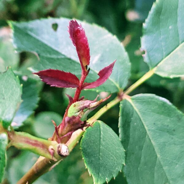 Deadheading Knockout Roses – Drop-dead Gorgeous Summer Blooms - Bunny's ...