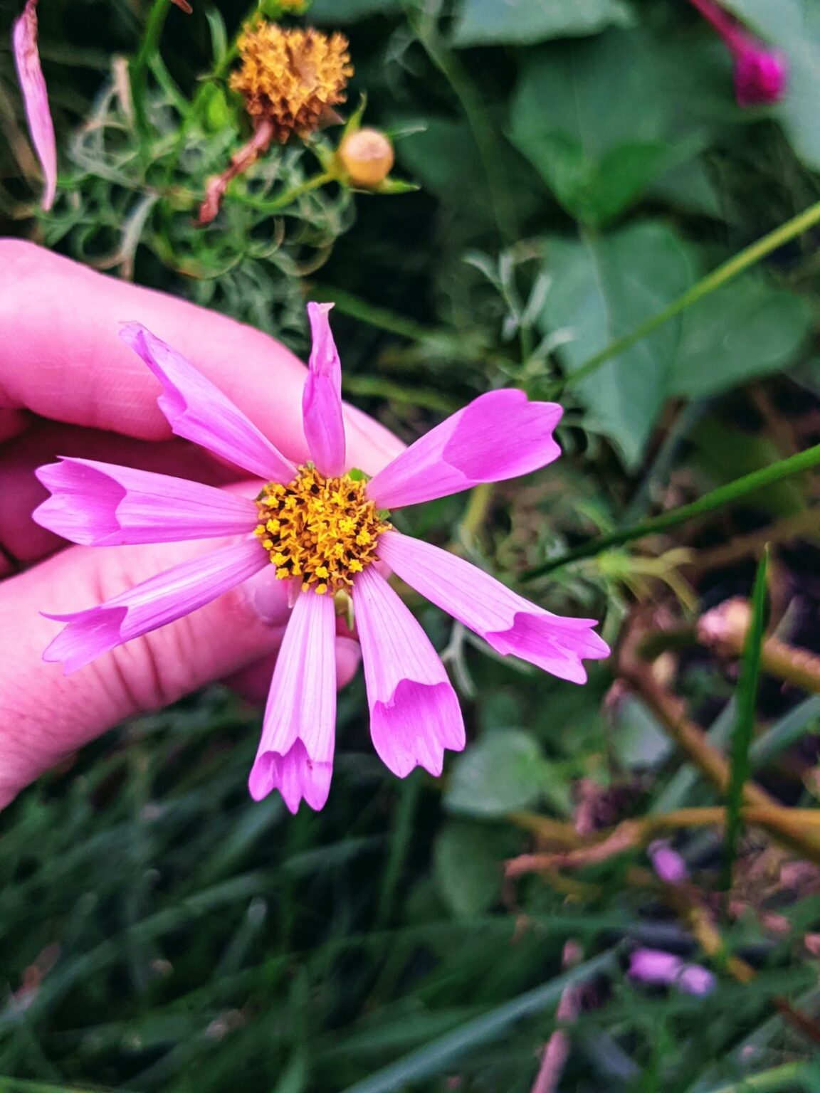 Are Cosmos Perennials? Increase Summer Bloom Time - Bunny's Garden