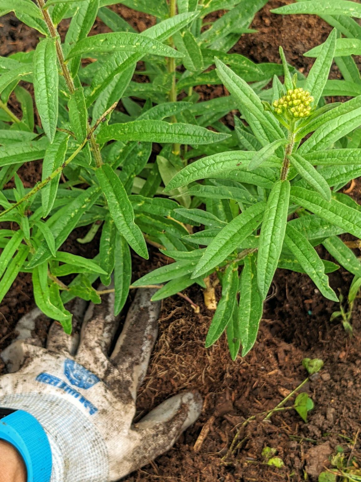 Transplanting Milkweed Plants