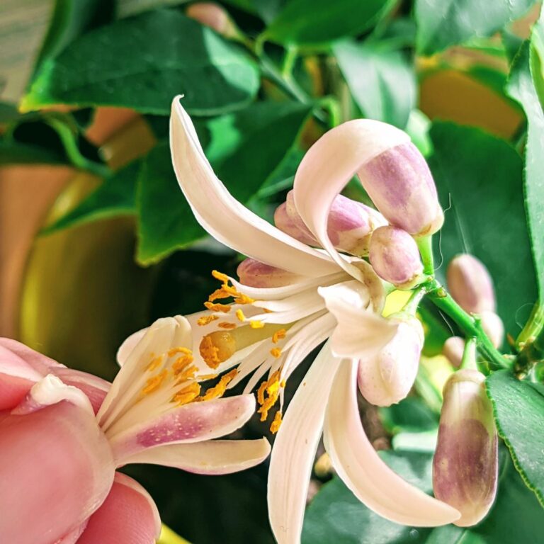 Indoor Lime Tree: Watering, Flowering & More - Bunny's Garden