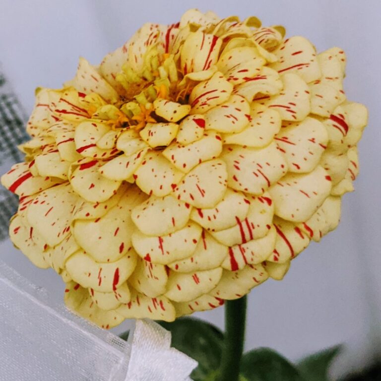 Zinnia Breeding – Hand Pollination to Create Hybrid Zinnias - Bunny's ...