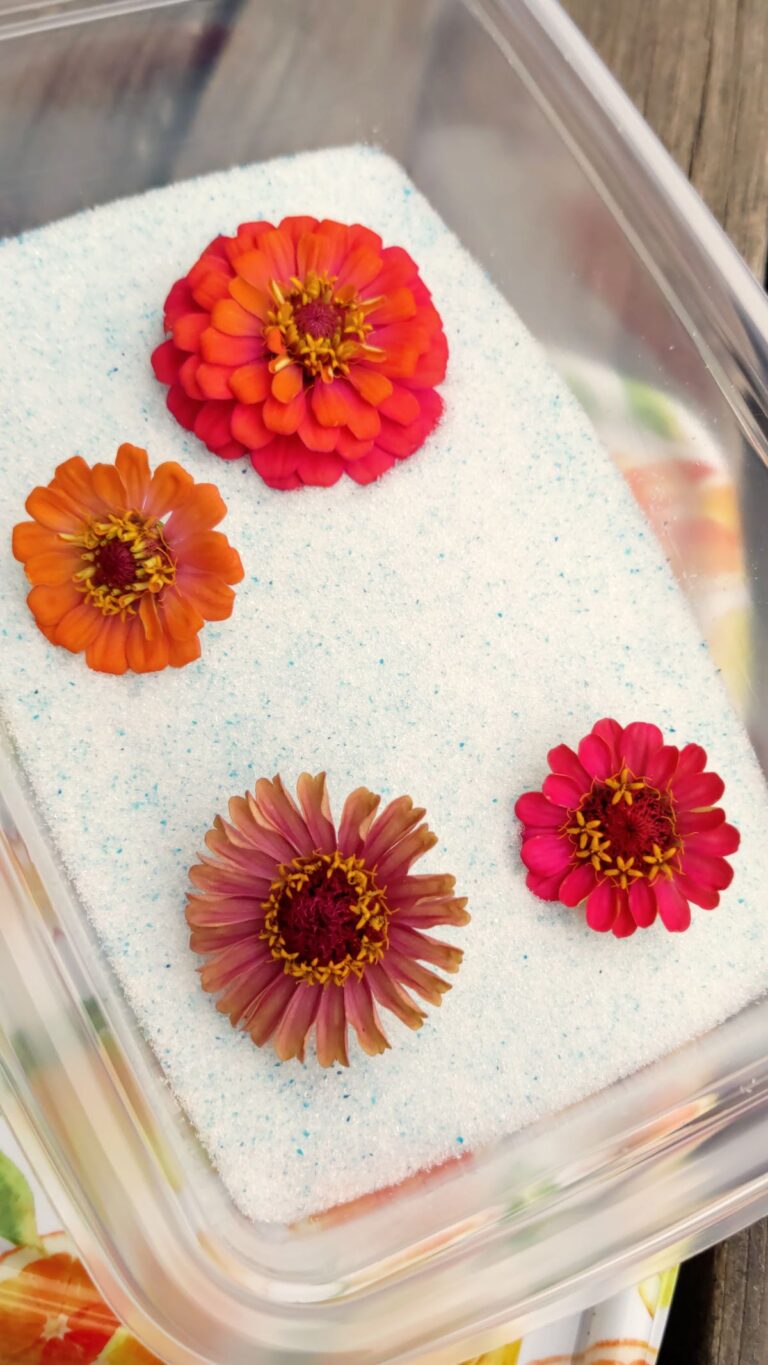 How to Dry Flowers from Your Garden (Plus 10 Uses!) - Bunny's Garden