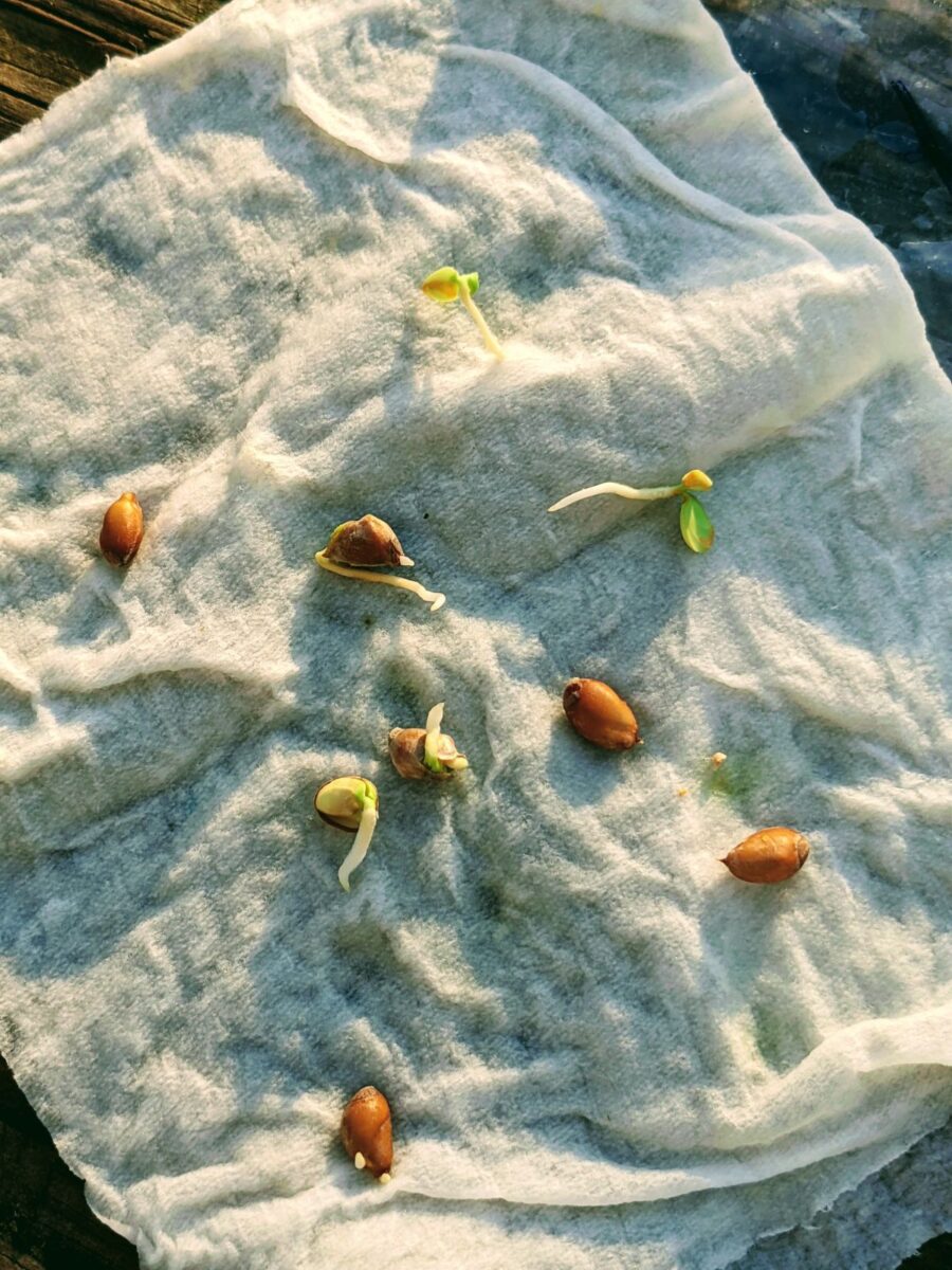 How to Plant Orange Seeds Like a Pro - and Grow an Orange Tree! - Bunny ...