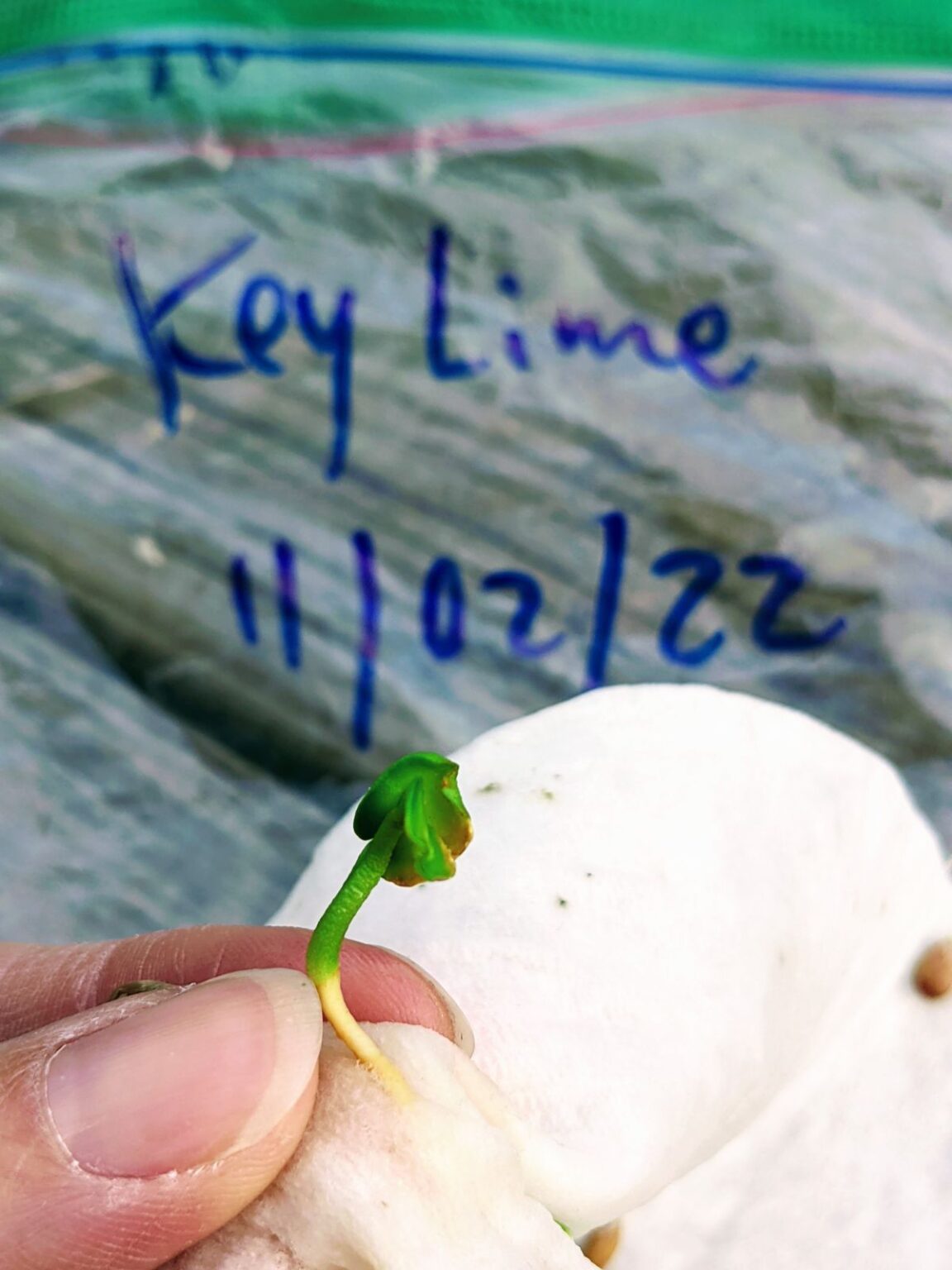 Planting a Lime Tree from Seed: Germinating Lime Seeds - Bunny's Garden