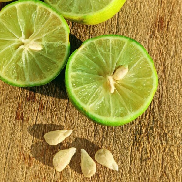 Planting a Lime Tree from Seed: Germinating Lime Seeds - Bunny's Garden