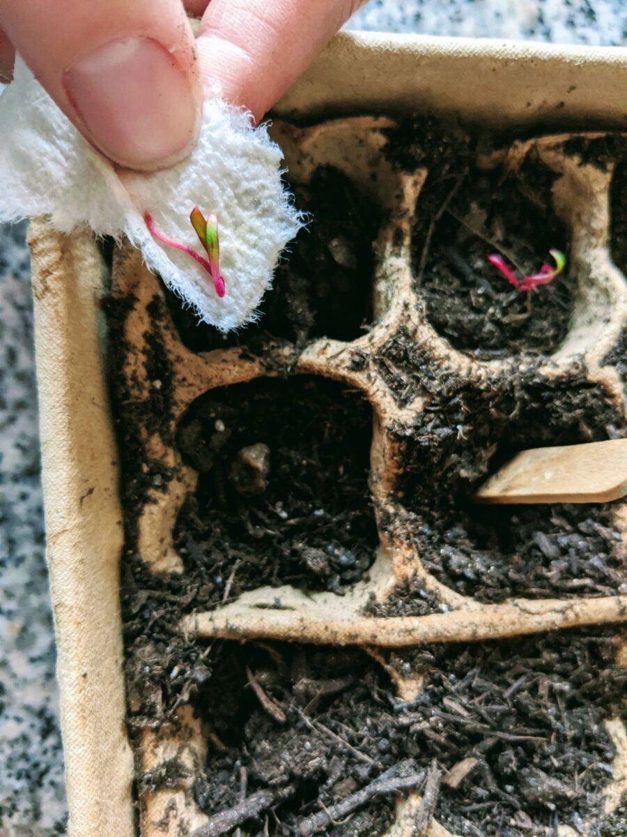 Planting Germinated Seeds in Soil after Sprouting - Bunny's Garden