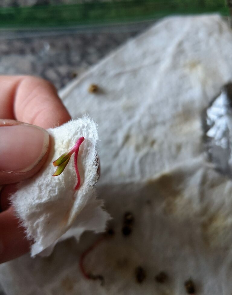 Planting Germinated Seeds in Soil after Sprouting - Bunny's Garden