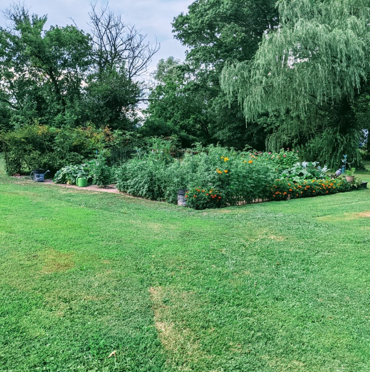 Dealing with Bunnies in the Garden | 11 Tips - Bunny's Garden