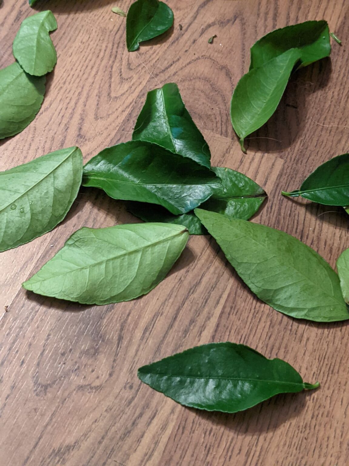 Why Do Plants Wilt? 5 Main Reasons for Droopy Plants - Bunny's Garden