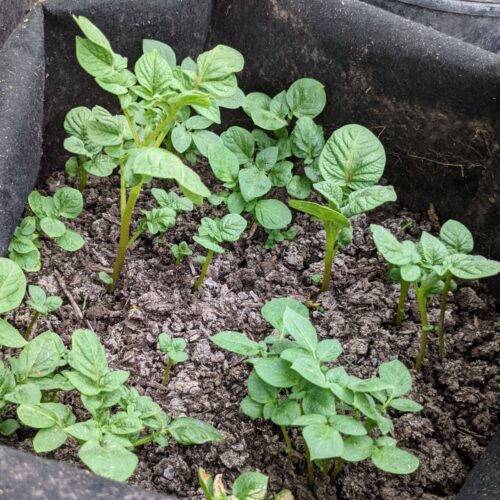 Growing Potatoes in Containers - How to Plant Potatoes from Eyes ...