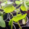 Why Do Plants Wilt? 5 Main Reasons for Droopy Plants - Bunny's Garden