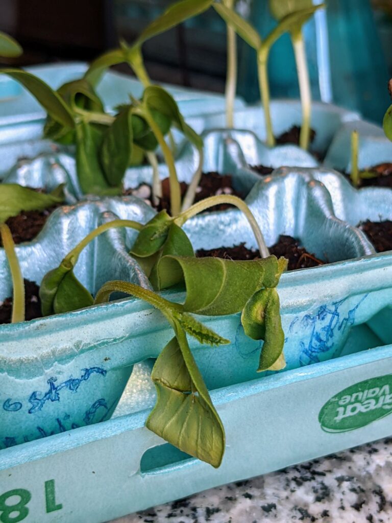 Why Do Plants Wilt? 5 Main Reasons for Droopy Plants - Bunny's Garden