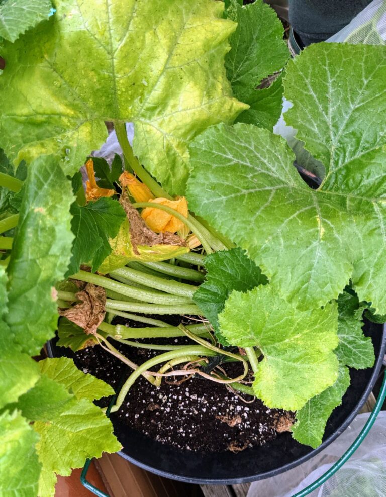 Why Do Plants Wilt? 5 Main Reasons for Droopy Plants - Bunny's Garden
