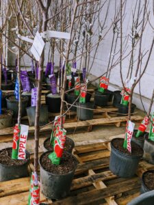 Tractor Supply Plants, Trees, Seeds & Gardening Stuff