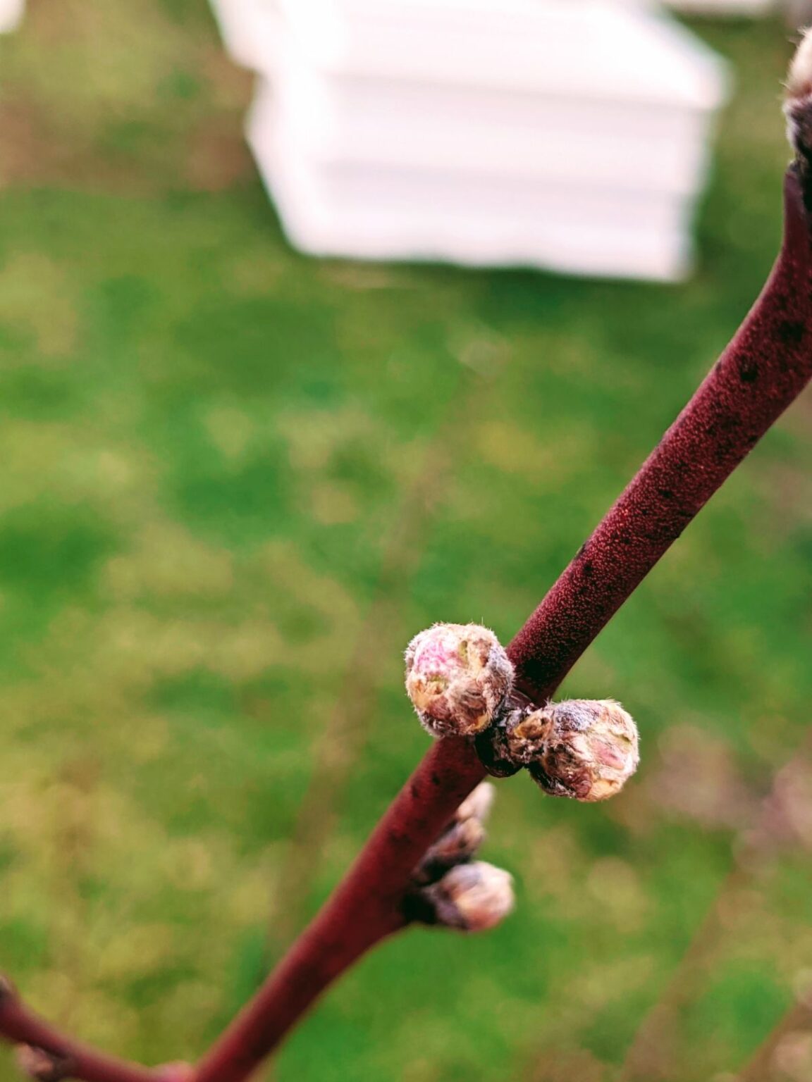 Tractor Supply Plants, Trees, Seeds & Gardening Stuff