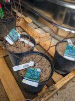 Transplanting Blueberries | The Ultimate Blueberry Transplant Guide