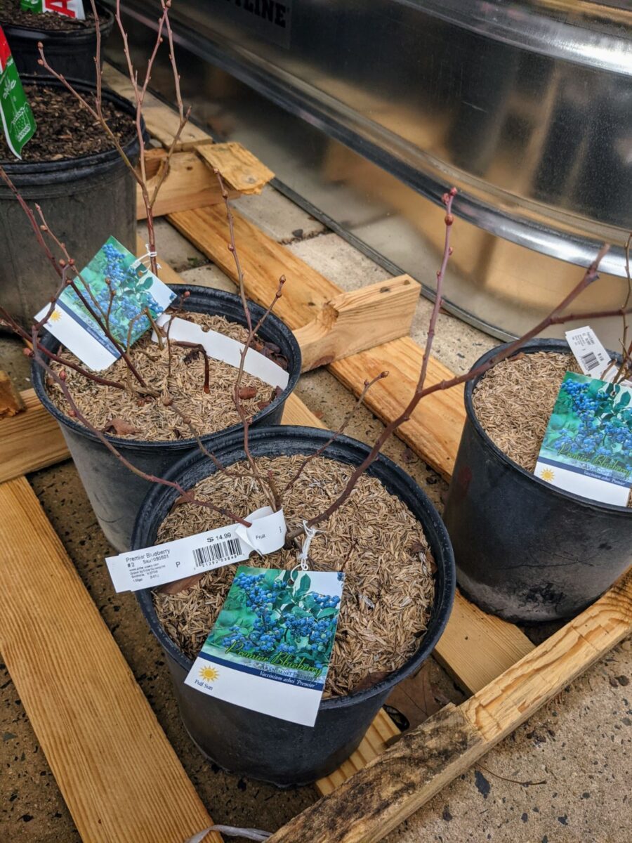 Transplanting Blueberries | The Ultimate Blueberry Transplant Guide