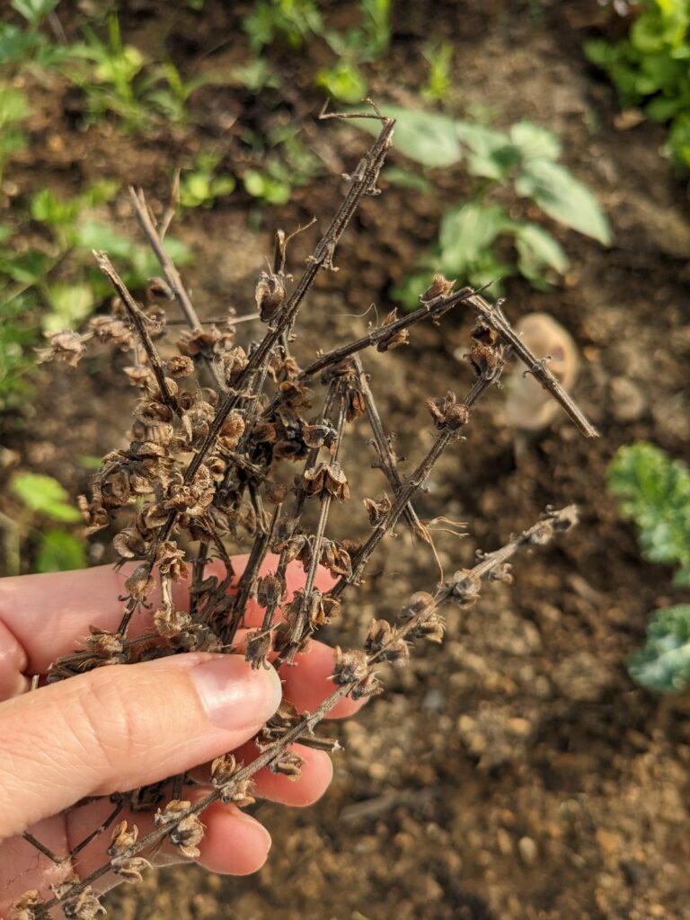 How to Harvest Basil Seeds from Basil Seed Pods - Bunny's Garden