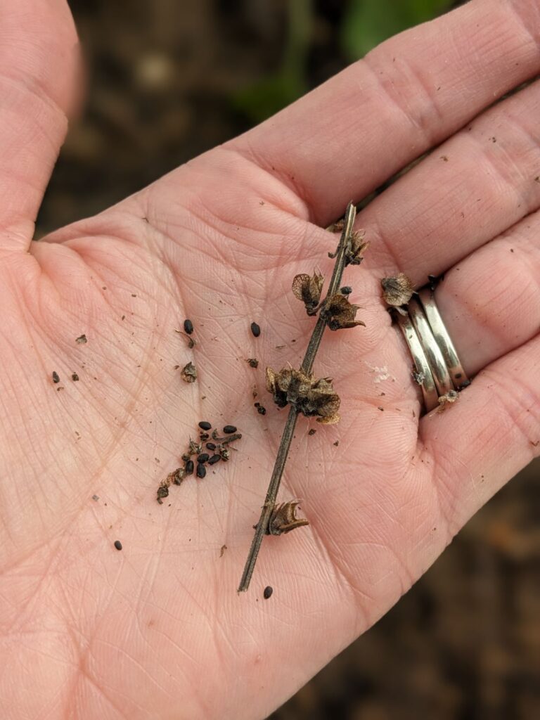 How to Harvest Basil Seeds from Basil Seed Pods - Bunny's Garden